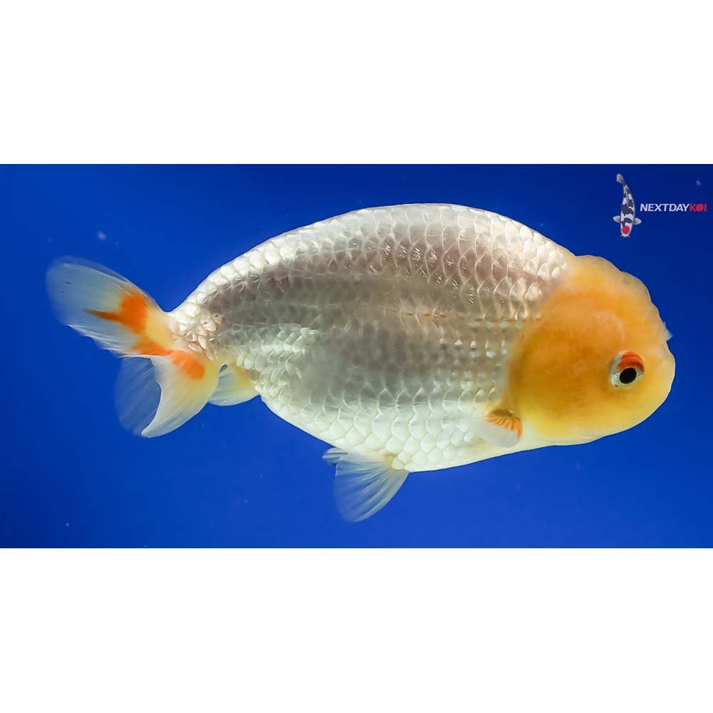 4.5” Imported Red and White Ranchu | Koi Fish For Sale