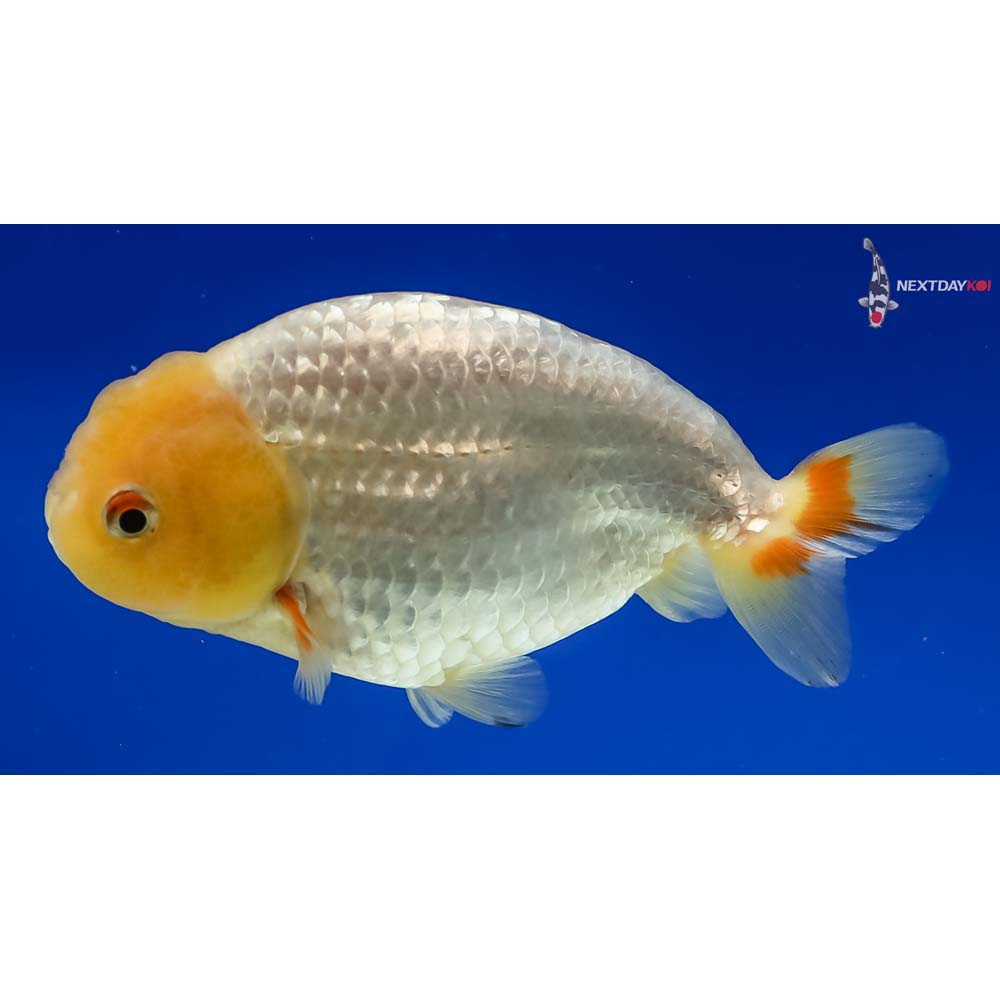 4.5” Imported Red and White Ranchu | Koi Fish For Sale