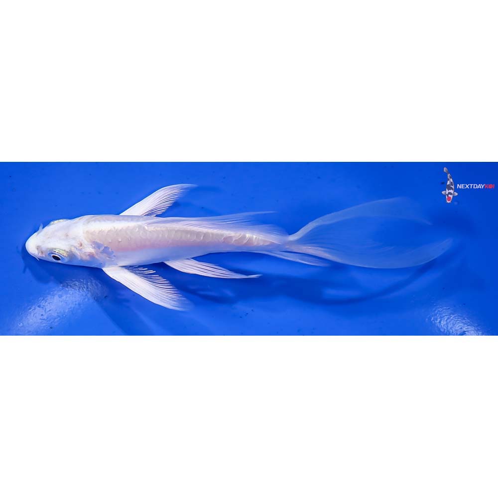 4.5” Imported Doitsu Platinum Ogon Butterfly Koi | Koi Fish For Sale