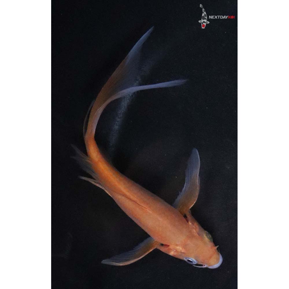 5” Imported Chagoi Butterfly Koi | Koi Fish For Sale