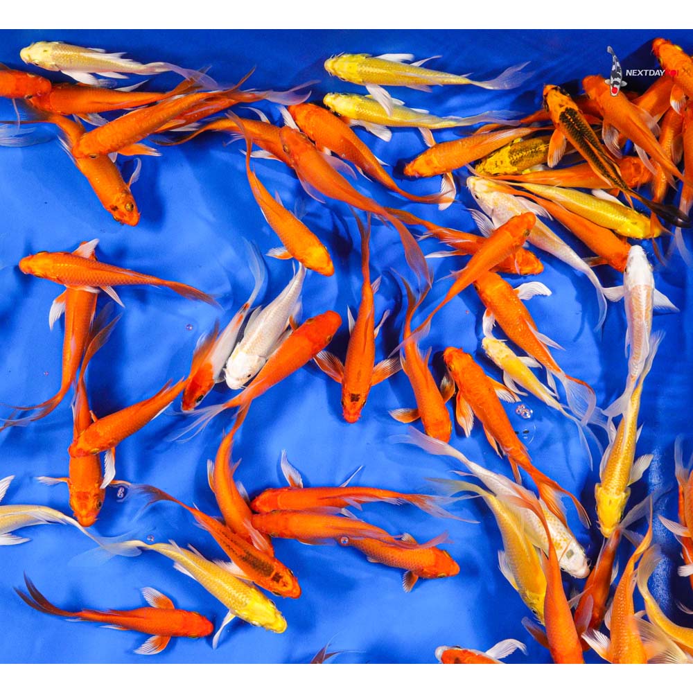 Imported Sunshine Butterfly Koi Mix | Koi Fish For Sale