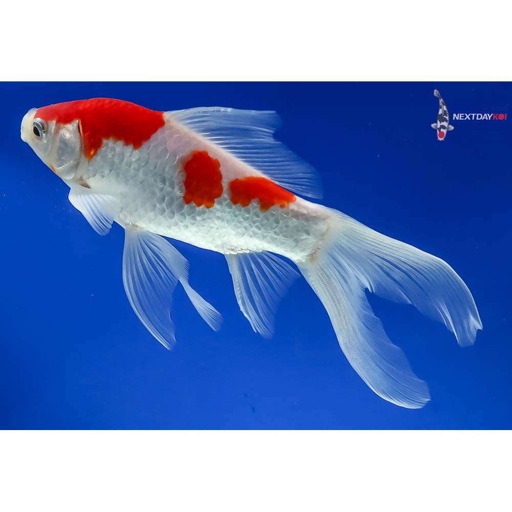 7” Sarasa Comet | Koi Fish For Sale