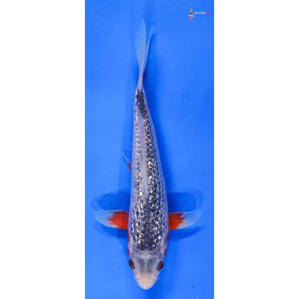 8.5” Imported Gin Rin Asagi | Koi Fish For Sale