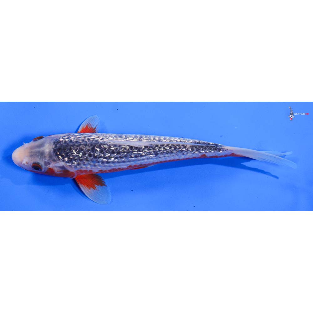 8.5” Imported Gin Rin Asagi | Koi Fish For Sale