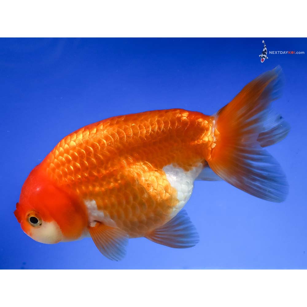 5” Imported Red and White Ranchu | Koi Fish For Sale