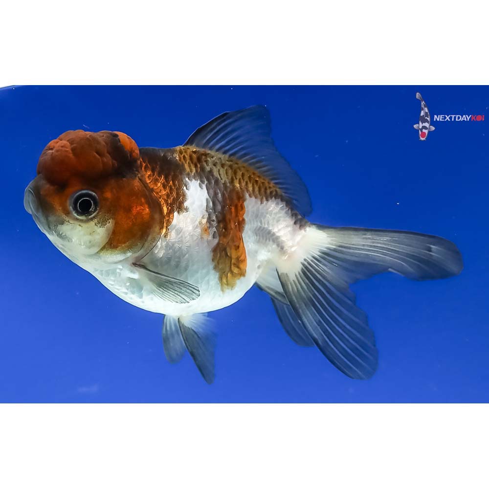 4” Imported Tri Color Panda Oranda | Koi Fish For Sale