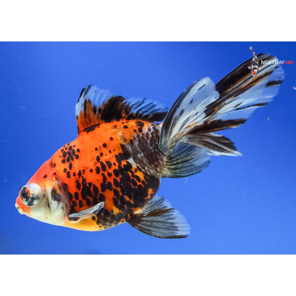 4.5” Imported Male Calico Butterfly Tail | Koi Fish For Sale