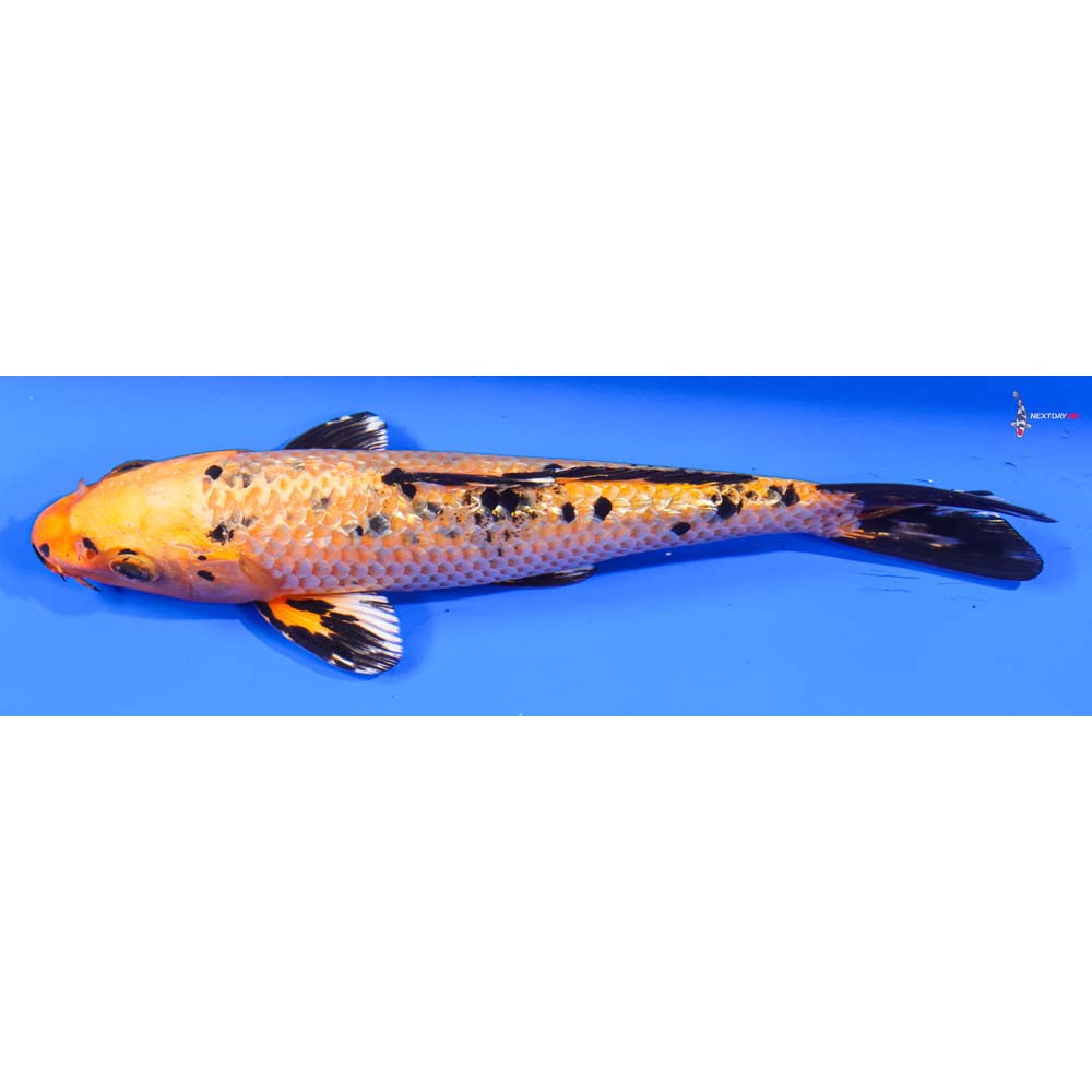 7” Imported Gin Rin Kin Aka Bekko | Koi Fish For Sale