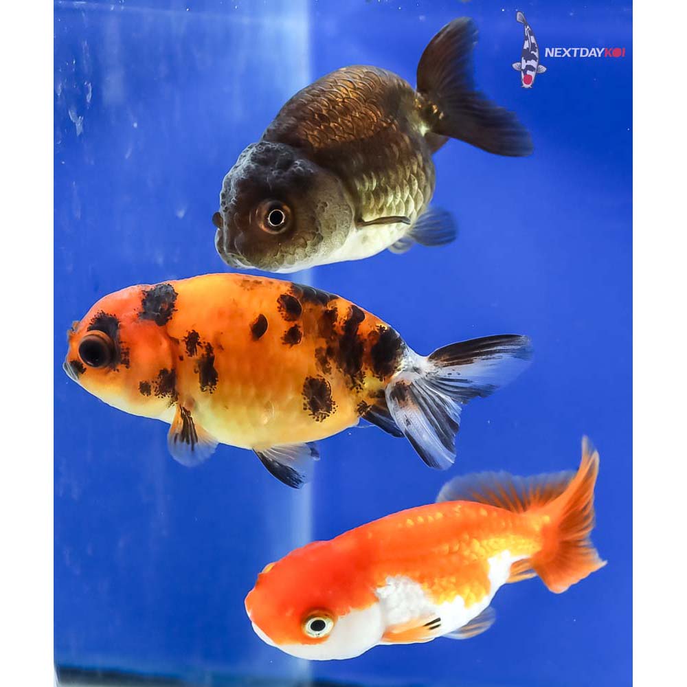 Lot of (3) 2-2.5” Imported Assorted Ranchu | Koi Fish For Sale