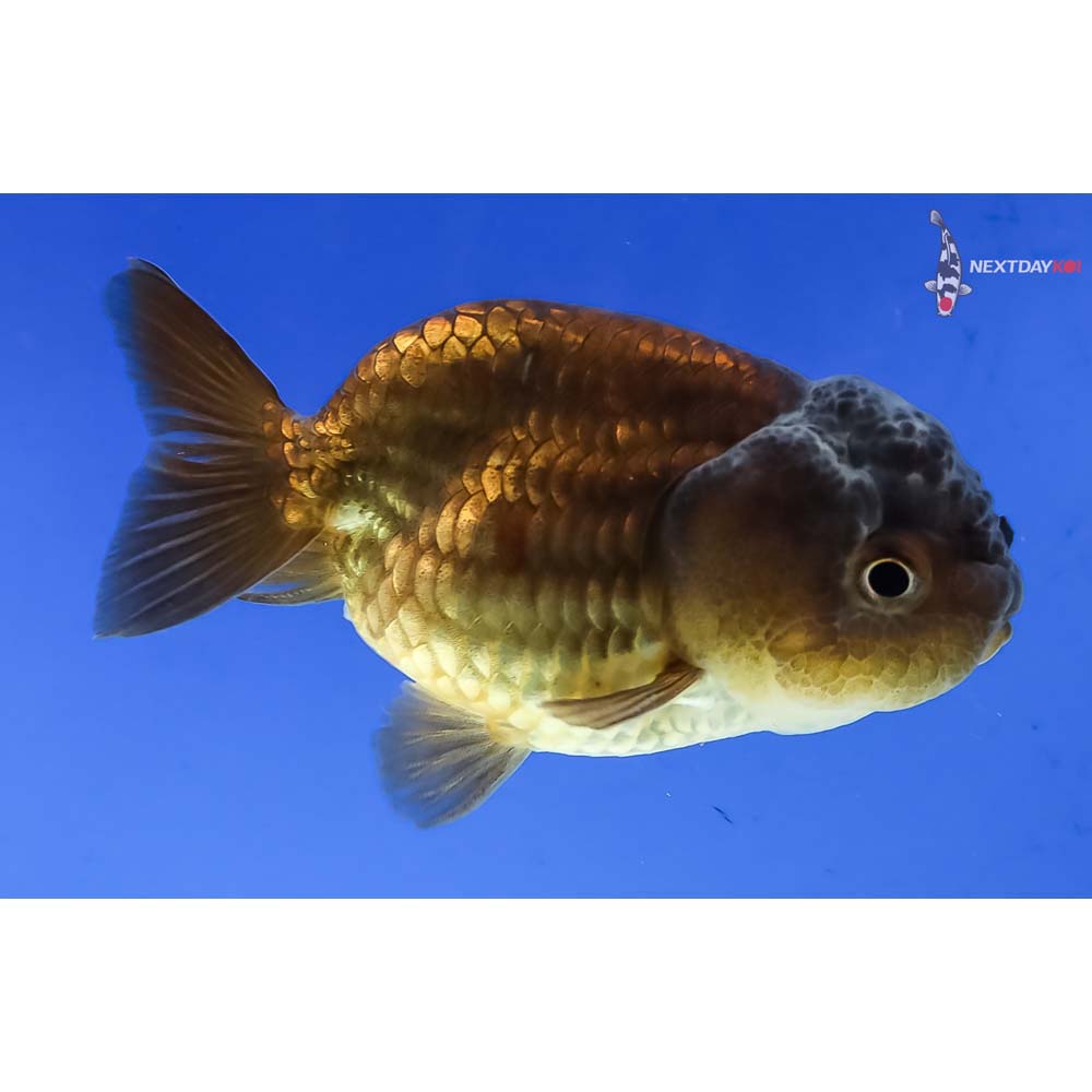 3” Imported Male Chocolate Ranchu | Koi Fish For Sale
