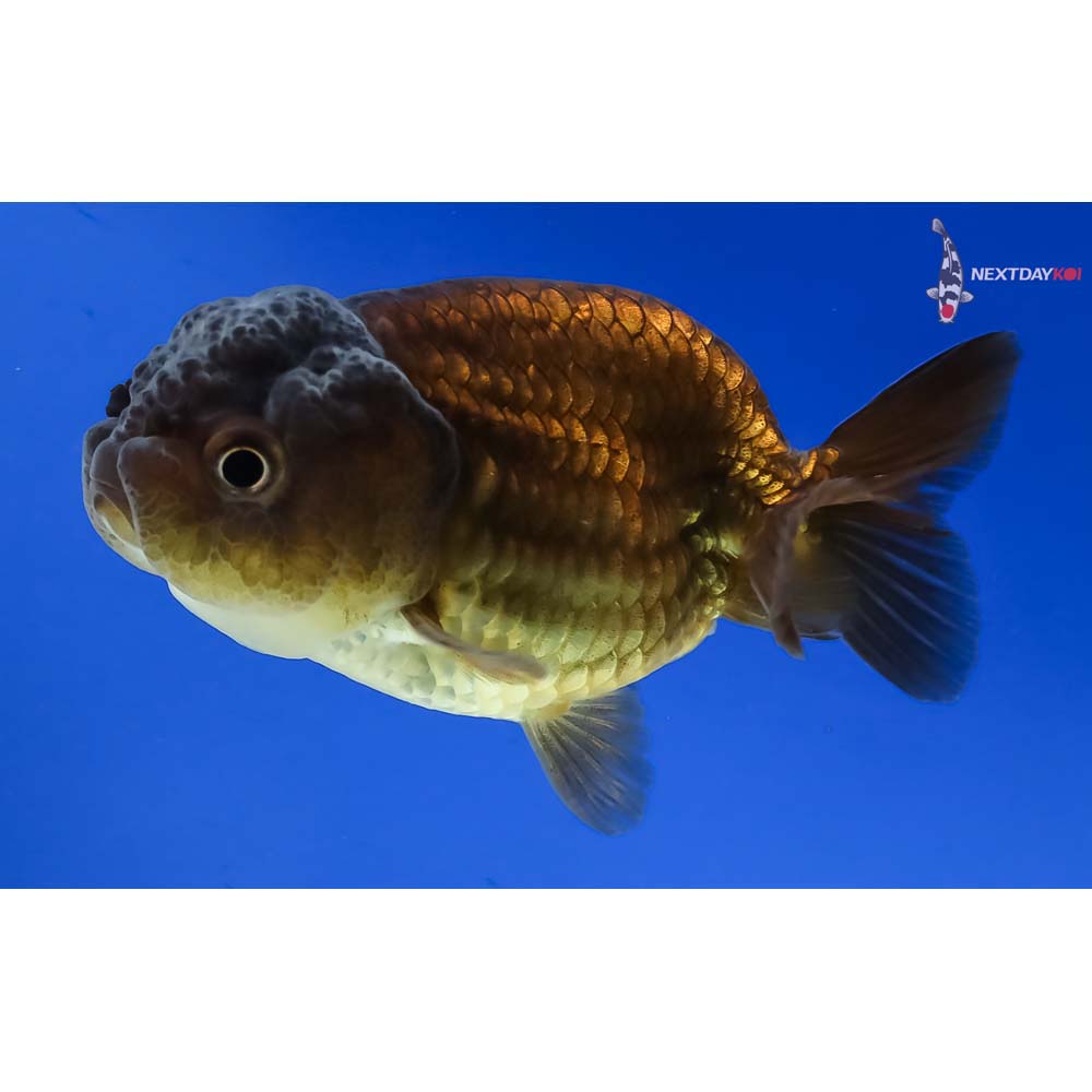 3” Imported Male Chocolate Ranchu | Koi Fish For Sale