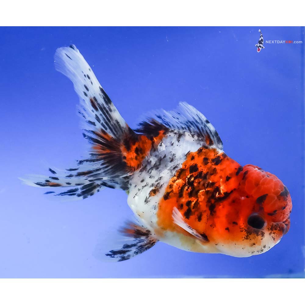 5” Imported Calico Oranda | Koi Fish For Sale