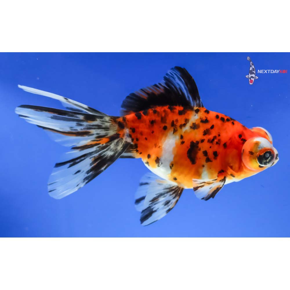 5” Imported Calico Butterfly Tail | Koi Fish For Sale