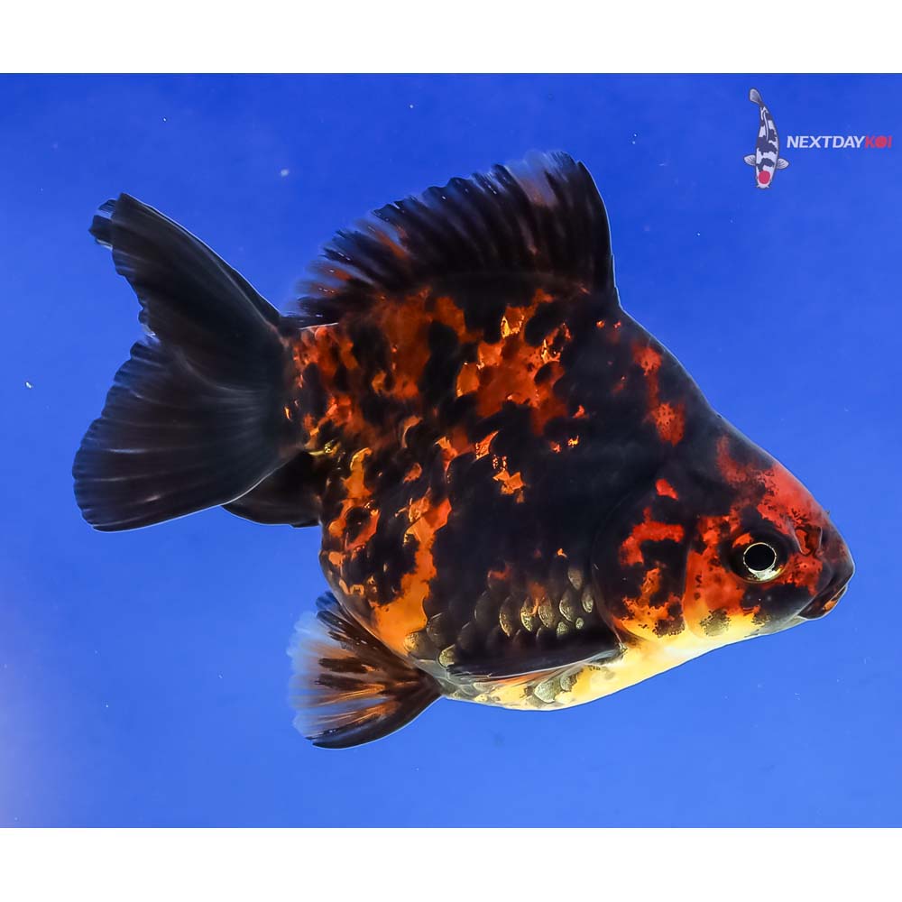 3.5” Imported Male Calico Ryukin | Koi Fish For Sale