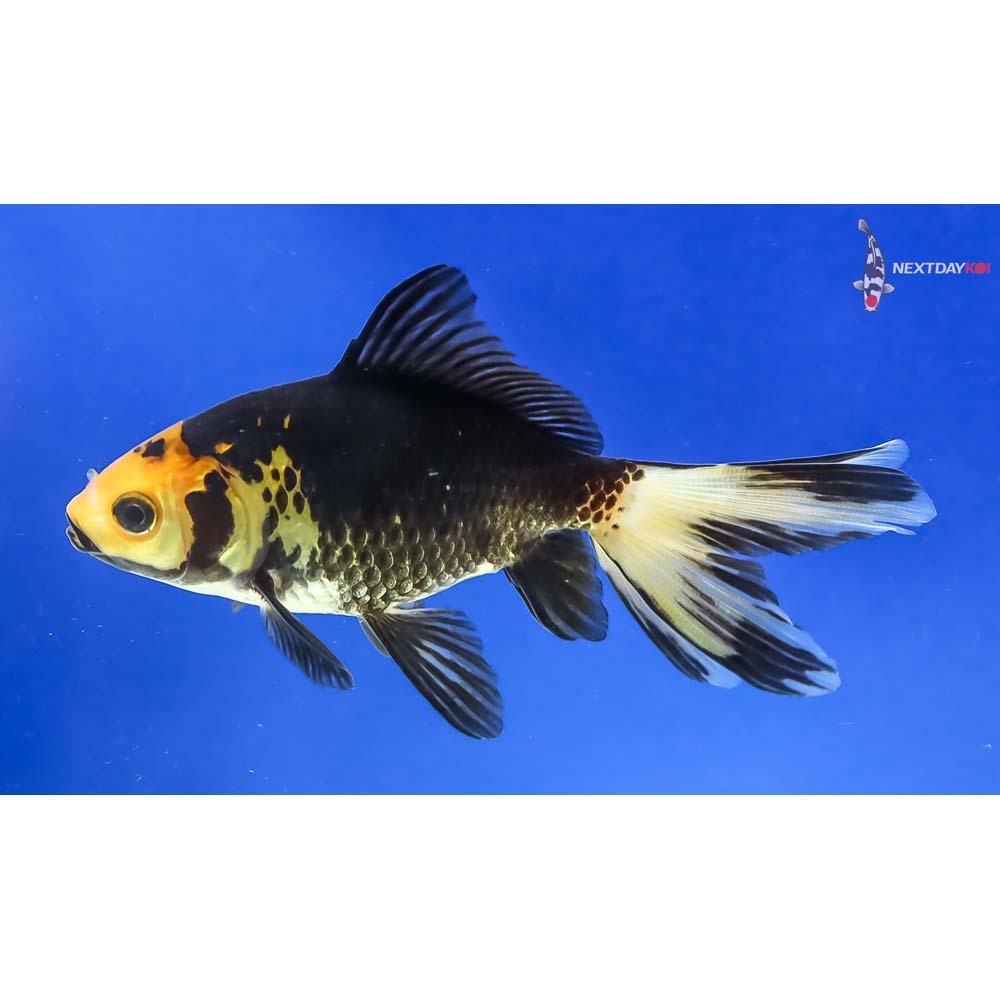 4” Imported Yellow and Black Wakin | Koi Fish For Sale