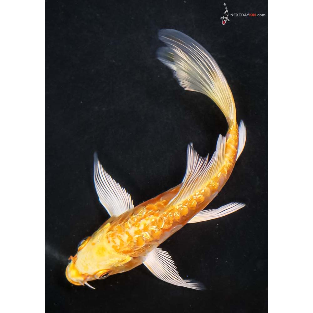 5” Imported Gin Rin Doitsu Yamabuki Ogon Butterfly Koi | Koi Fish For Sale