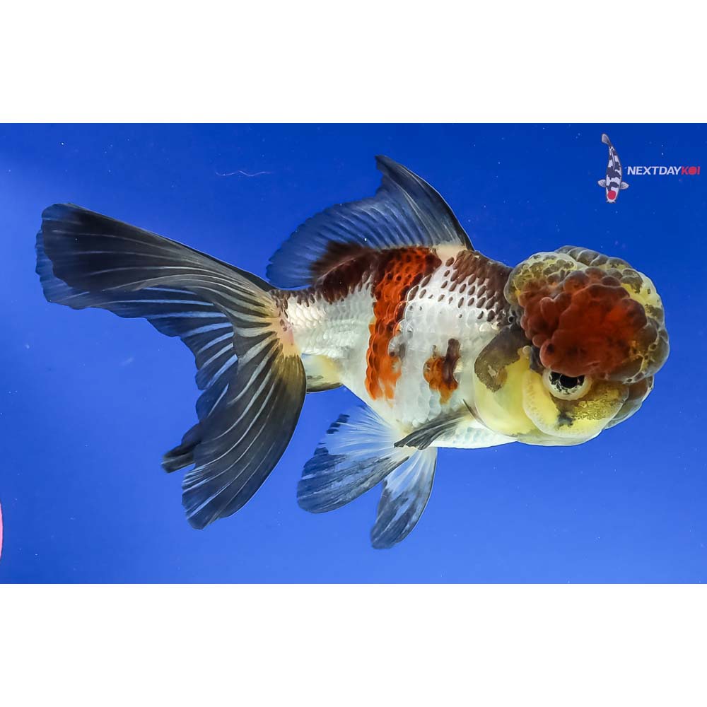 5.5” Imported Tri Color Panda Oranda | Koi Fish For Sale
