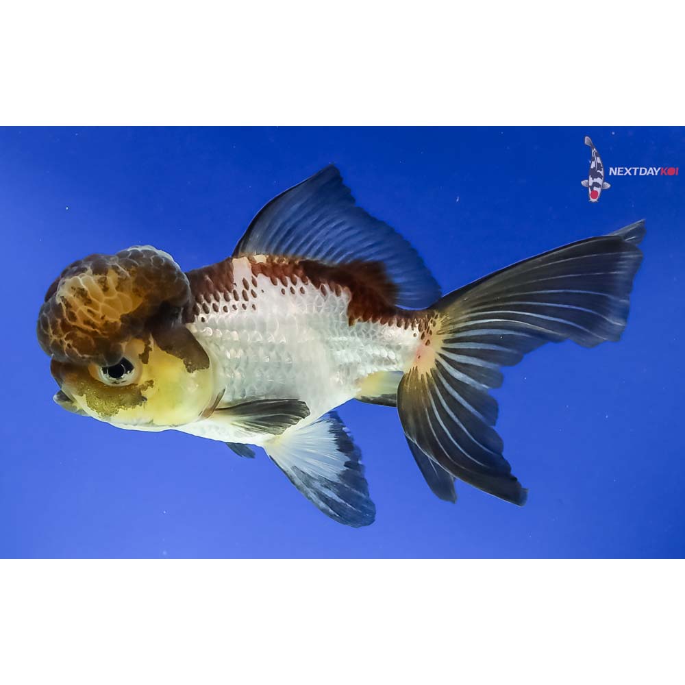 5.5” Imported Tri Color Panda Oranda | Koi Fish For Sale