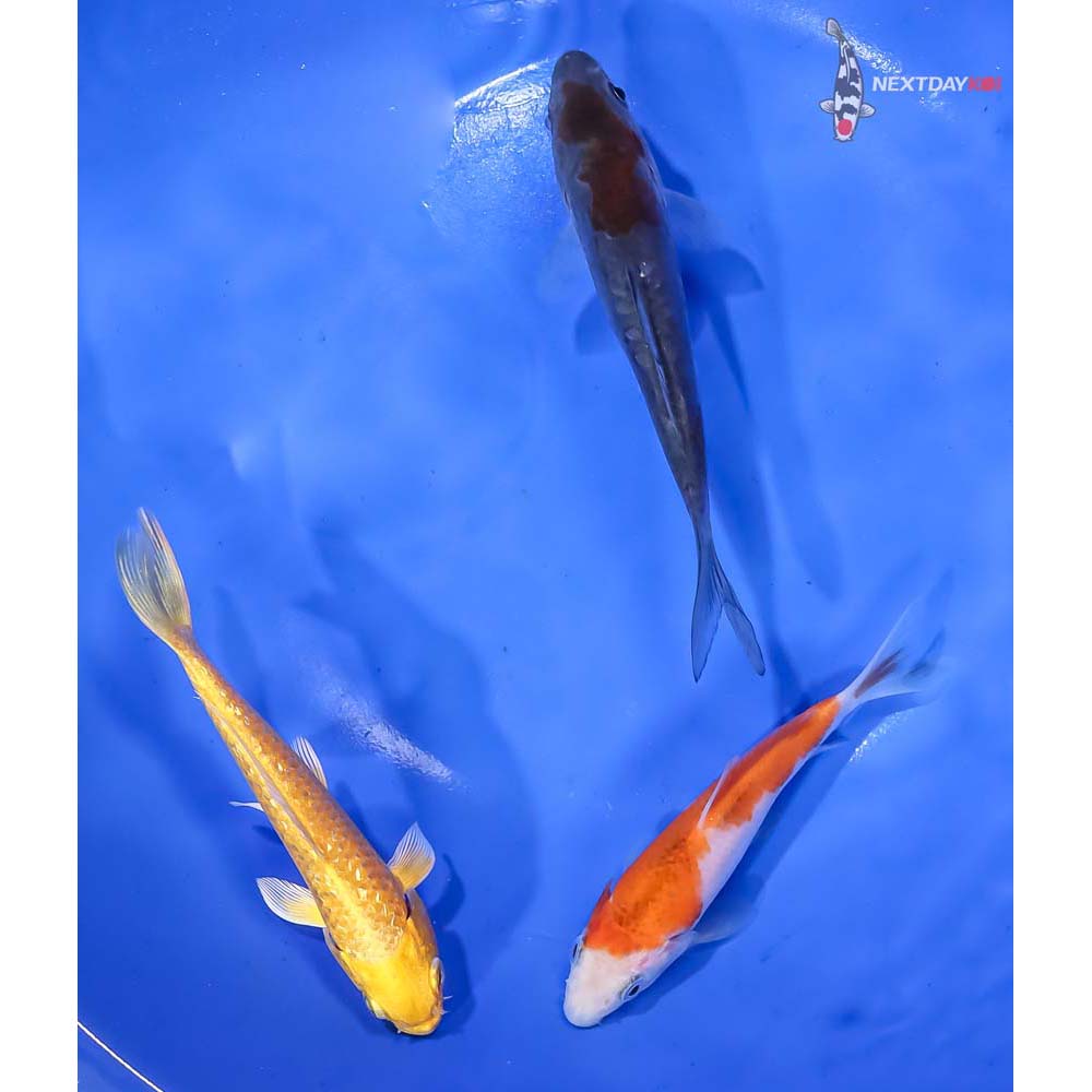 Lot of (3) 4-5” Imported Assorted Koi | Koi Fish For Sale