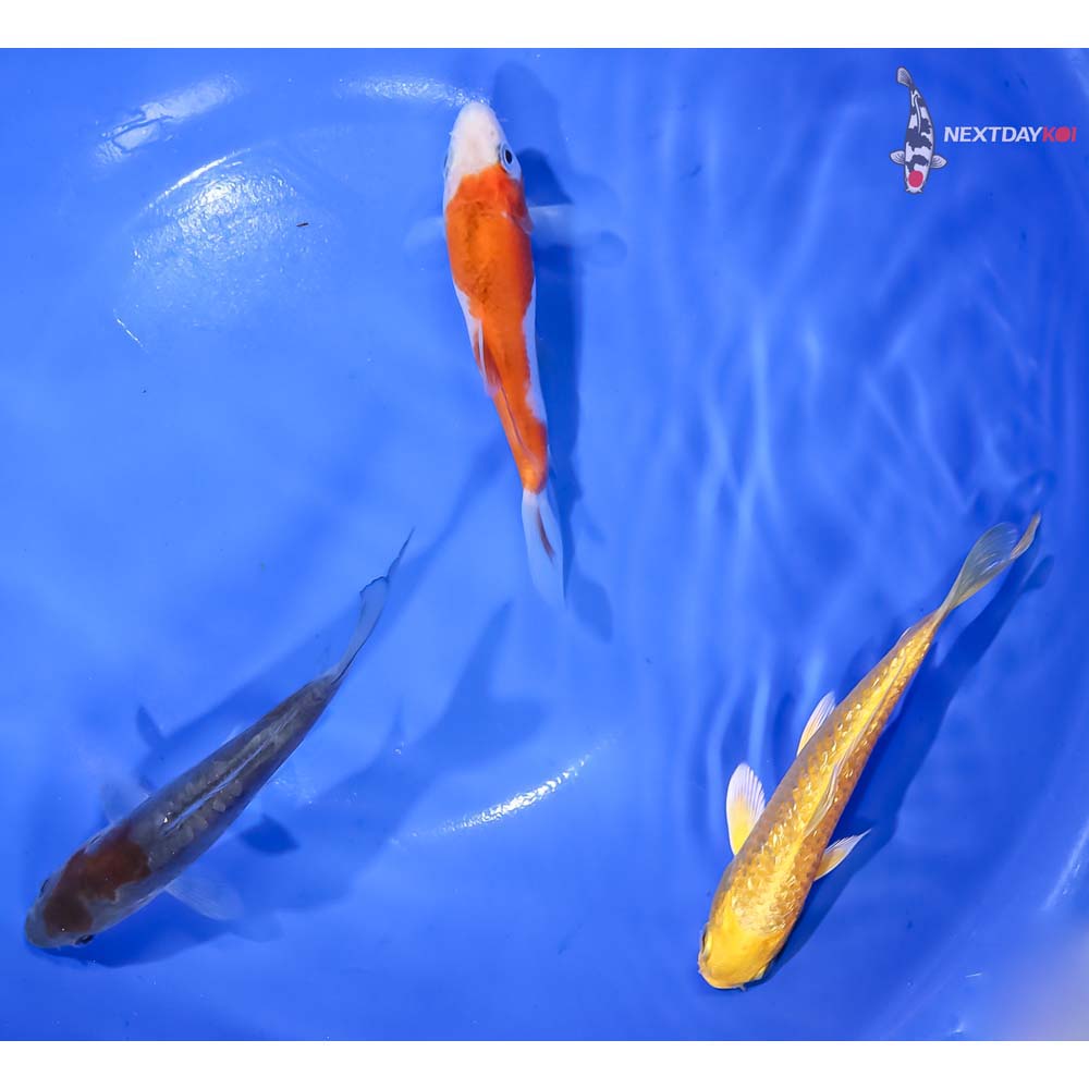 Lot of (3) 4-5” Imported Assorted Koi | Koi Fish For Sale