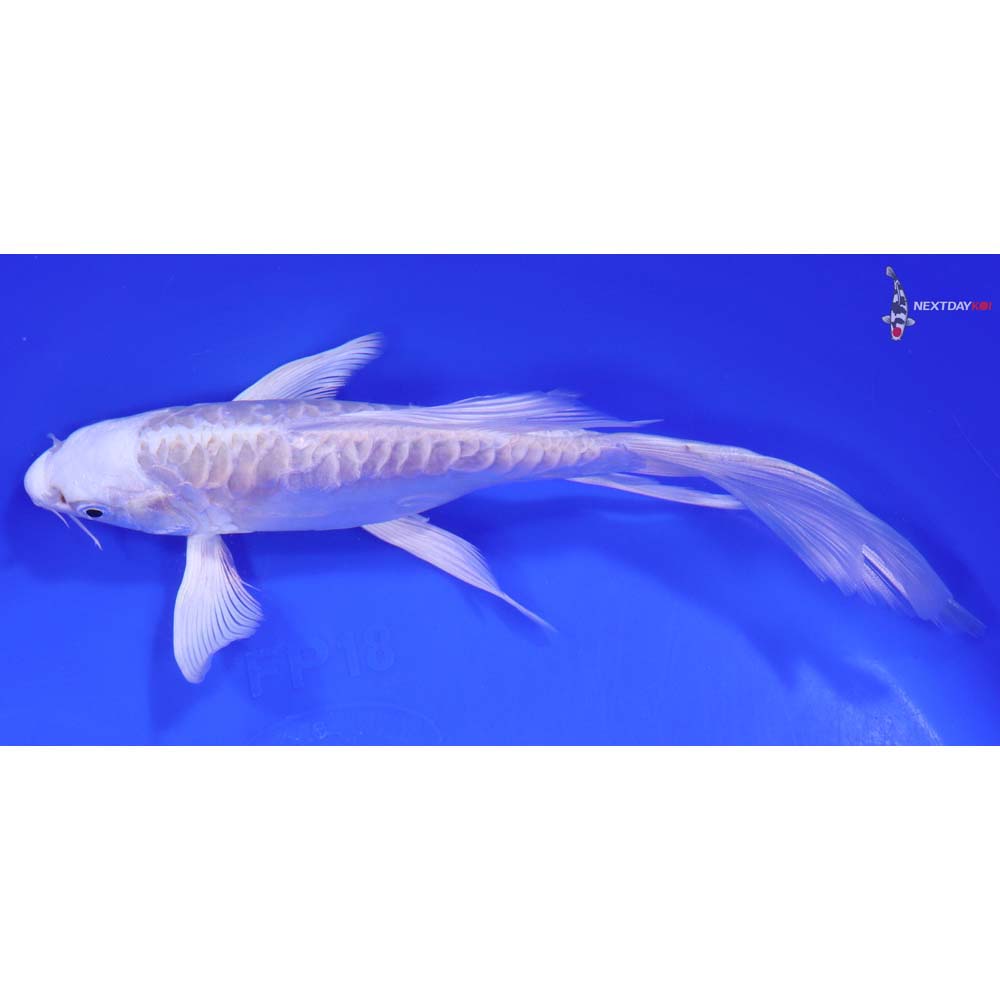 8” Imported Doitsu Platinum Ogon Butterfly Koi | Koi Fish For Sale
