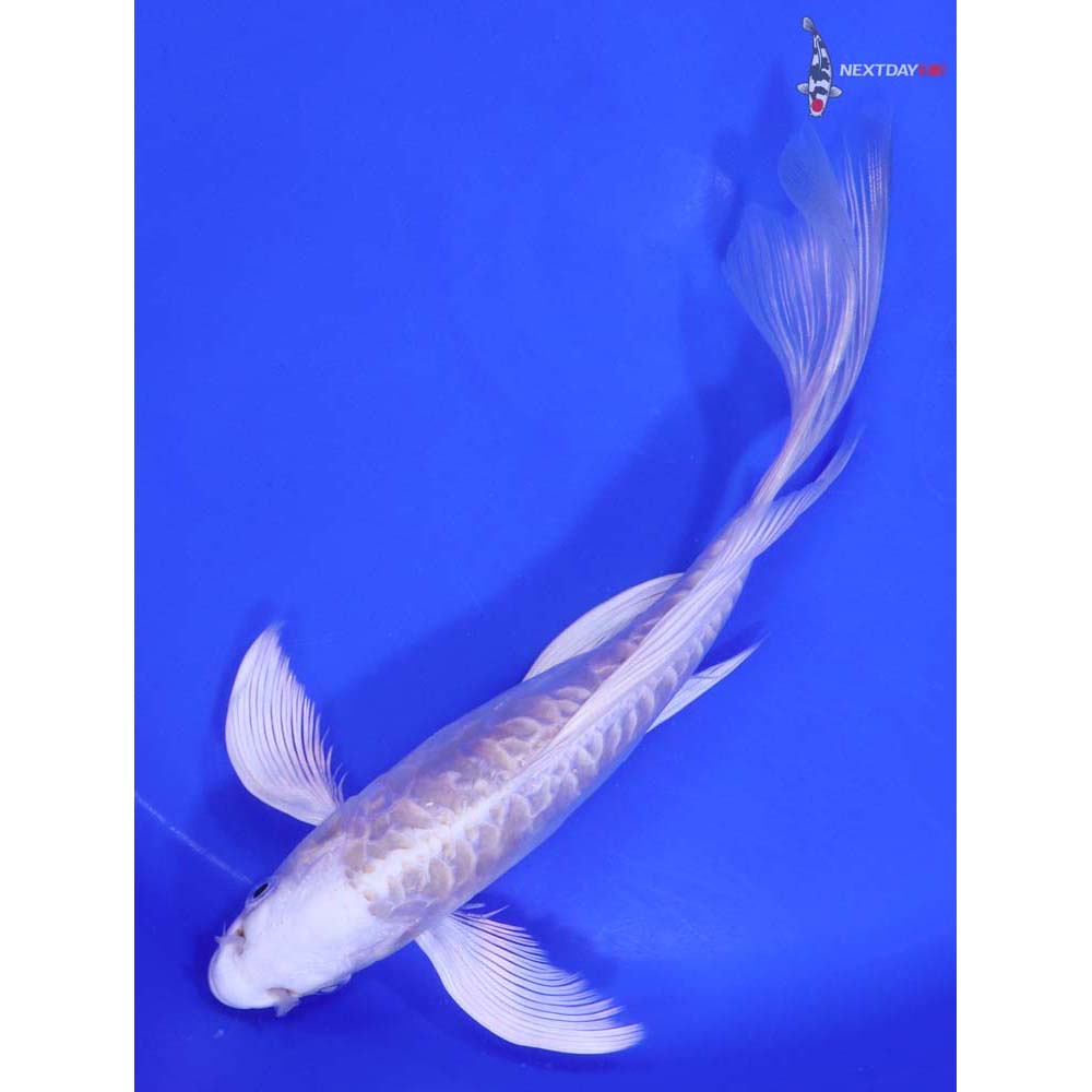 8” Imported Doitsu Platinum Ogon Butterfly Koi | Koi Fish For Sale