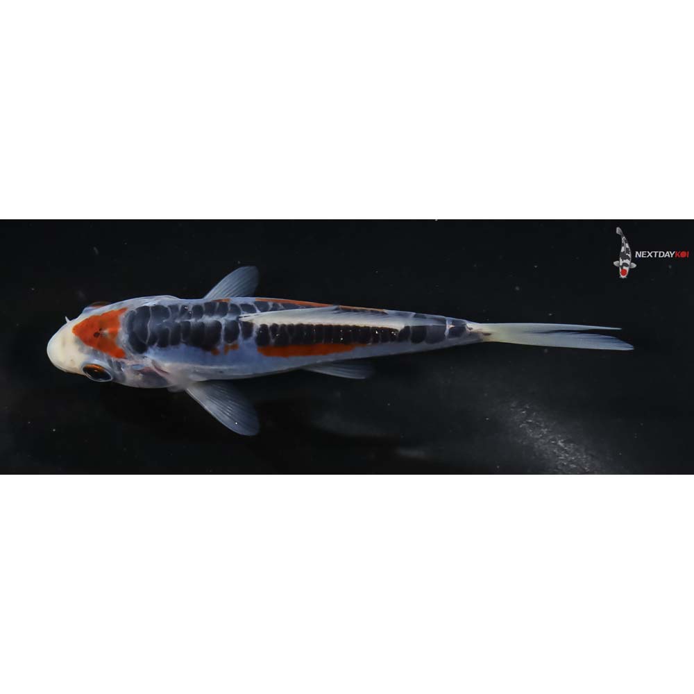 4” Imported Shusui | Koi Fish For Sale