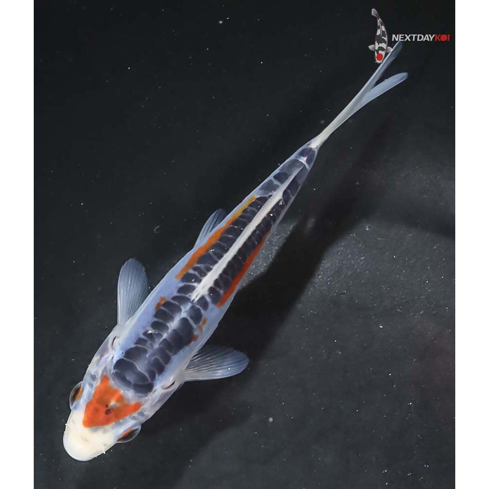 4” Imported Shusui | Koi Fish For Sale