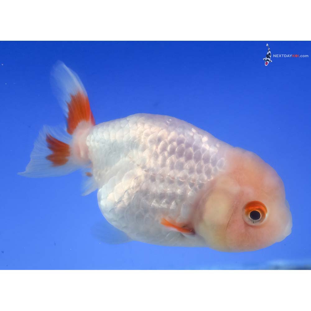 4” Imported Red and White Ranchu | Koi Fish For Sale