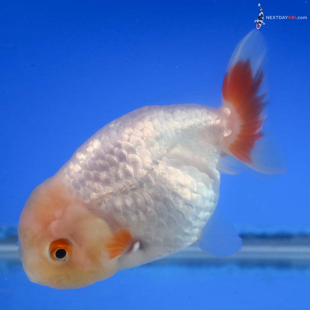 4” Imported Red and White Ranchu | Koi Fish For Sale