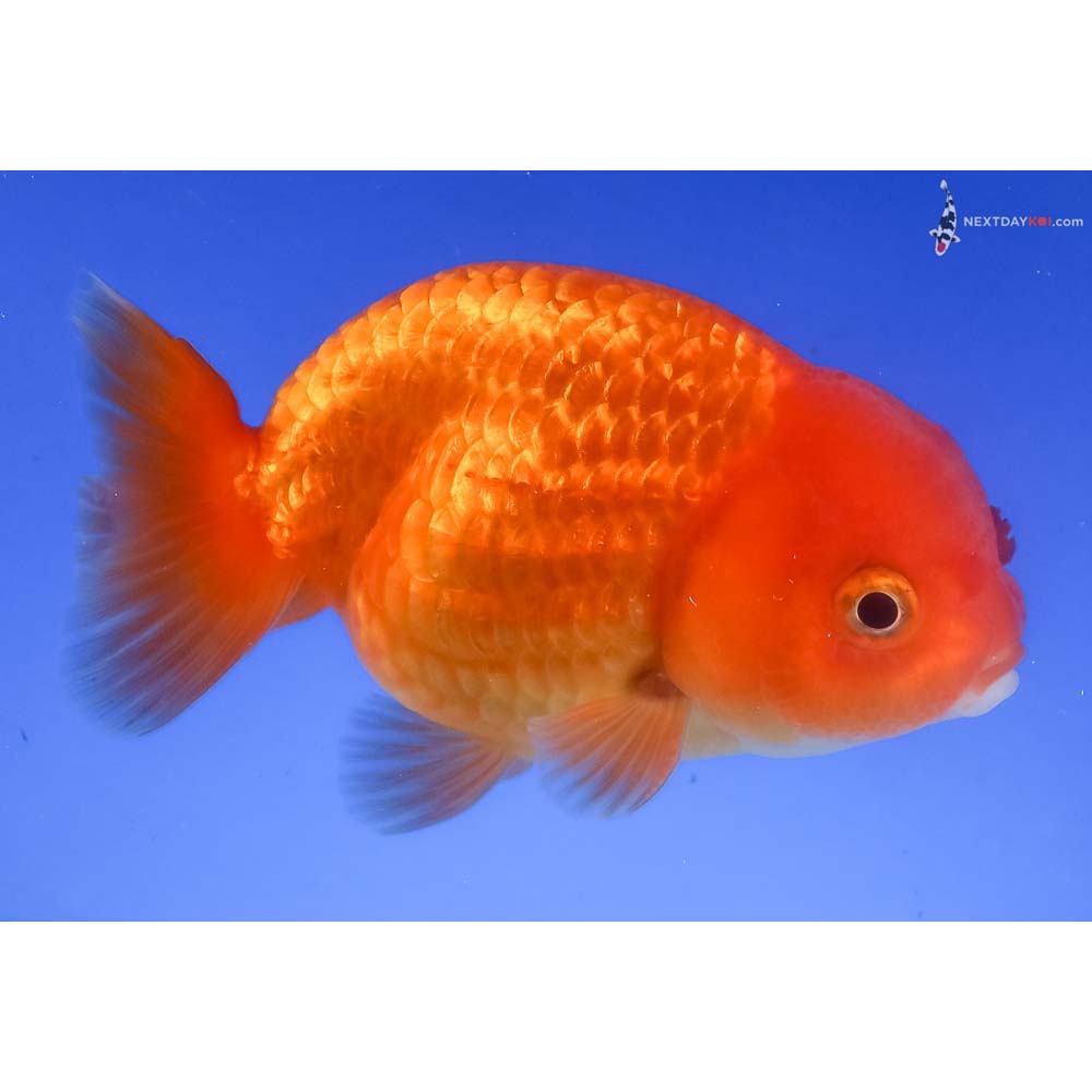 3.5” Imported Male Red Ranchu | Koi Fish For Sale