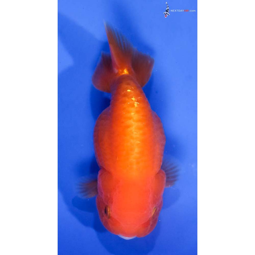 3.5” Imported Male Red Ranchu | Koi Fish For Sale