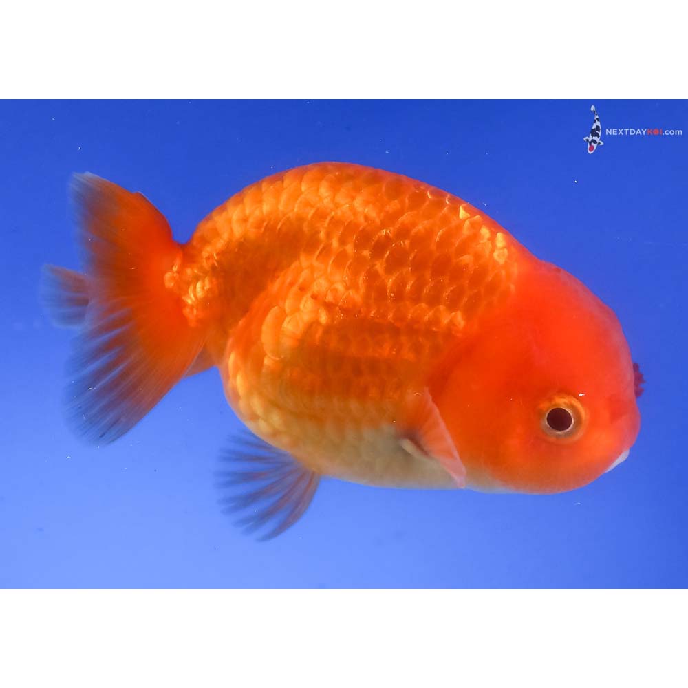 3.5” Imported Male Red Ranchu | Koi Fish For Sale