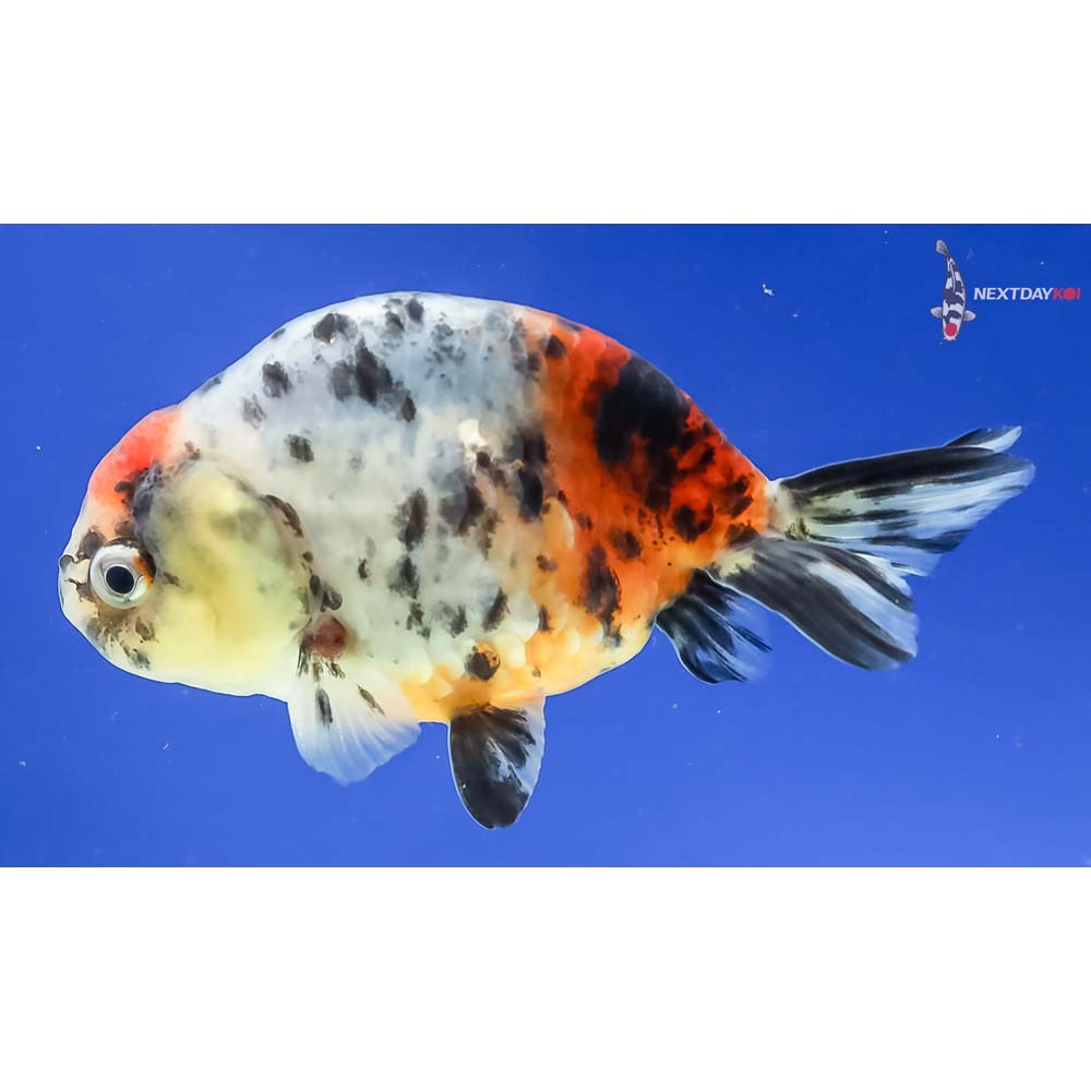 3.5” Imported Male Calico Ranchu | Koi Fish For Sale