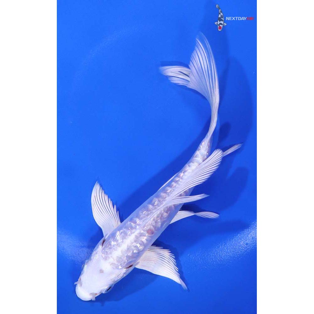 6” Imported Doitsu Gin Platinum Ogon Butterfly Koi | Koi Fish For Sale