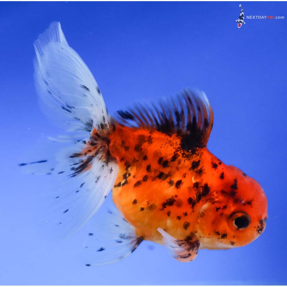 4” Imported Male Calico Oranda | Koi Fish For Sale