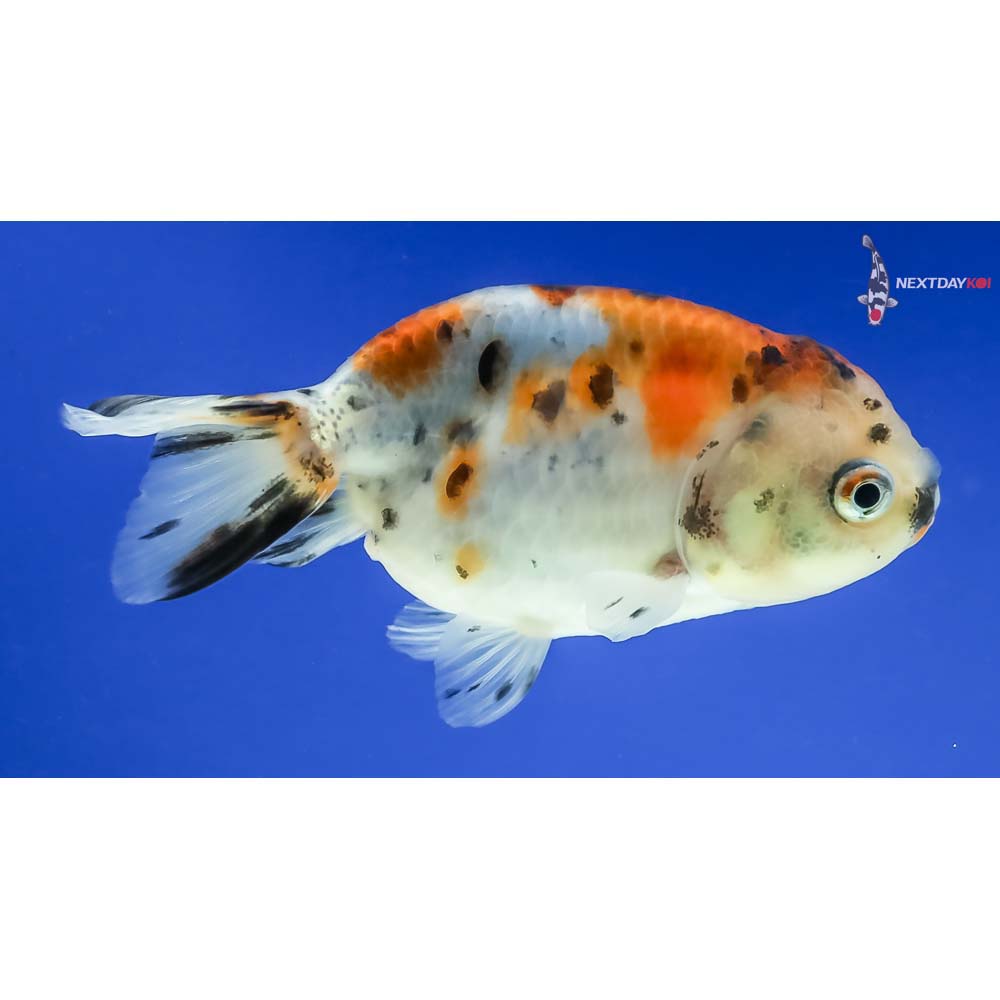 3.5” Imported Calico Ranchu | Koi Fish For Sale