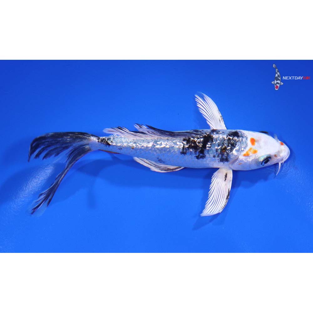 5” Imported Gin Rin Yamato Nishiki Butterfly Koi | Koi Fish For Sale