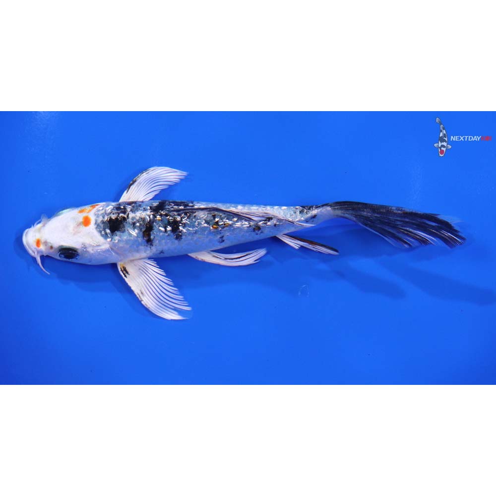 5” Imported Gin Rin Yamato Nishiki Butterfly Koi | Koi Fish For Sale