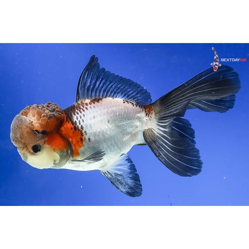 5” Imported Male Tri Color Panda Oranda | Koi Fish For Sale