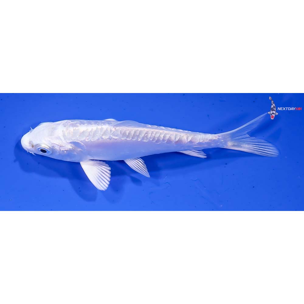 4” Imported Doitsu Platinum Ogon | Koi Fish For Sale