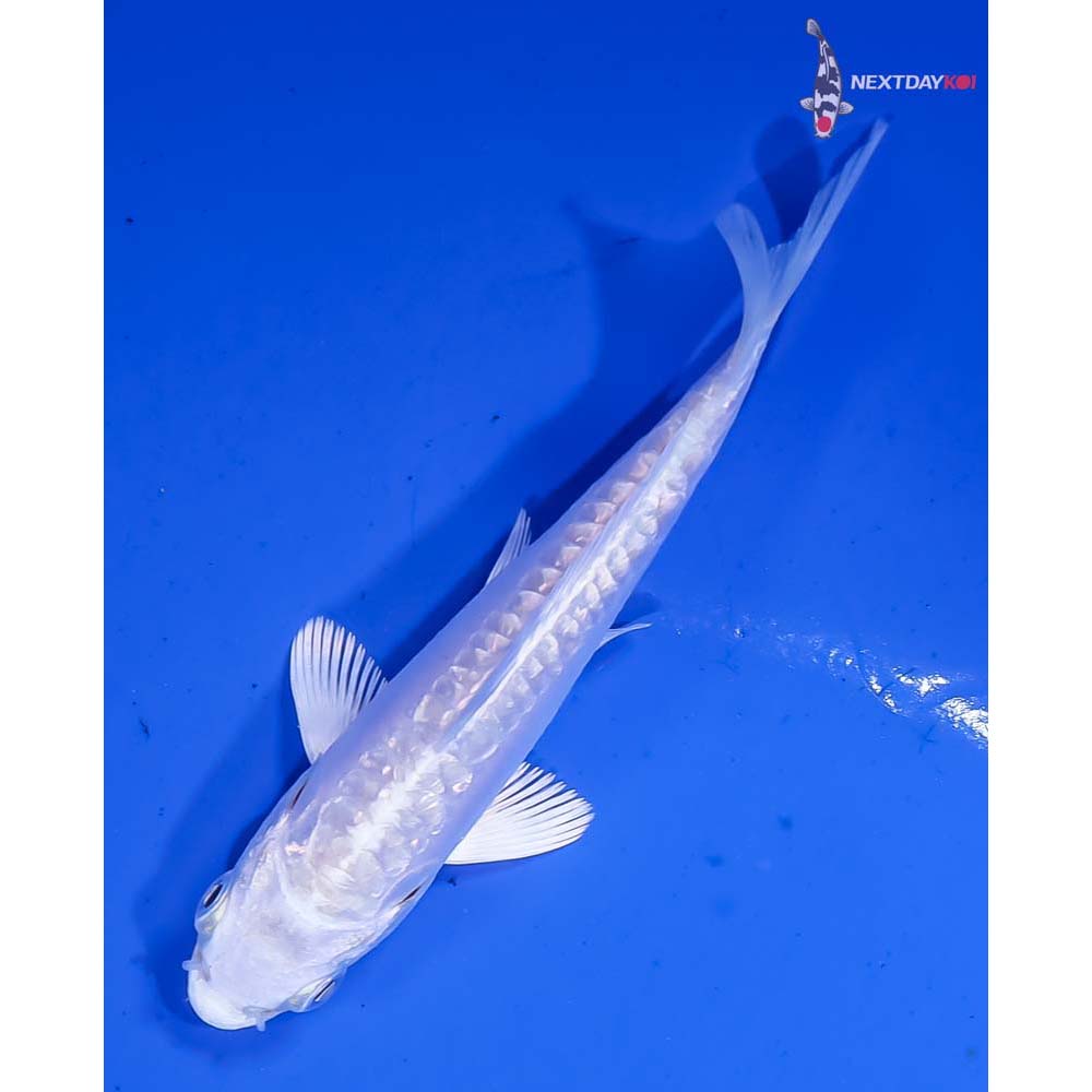 4” Imported Doitsu Platinum Ogon | Koi Fish For Sale