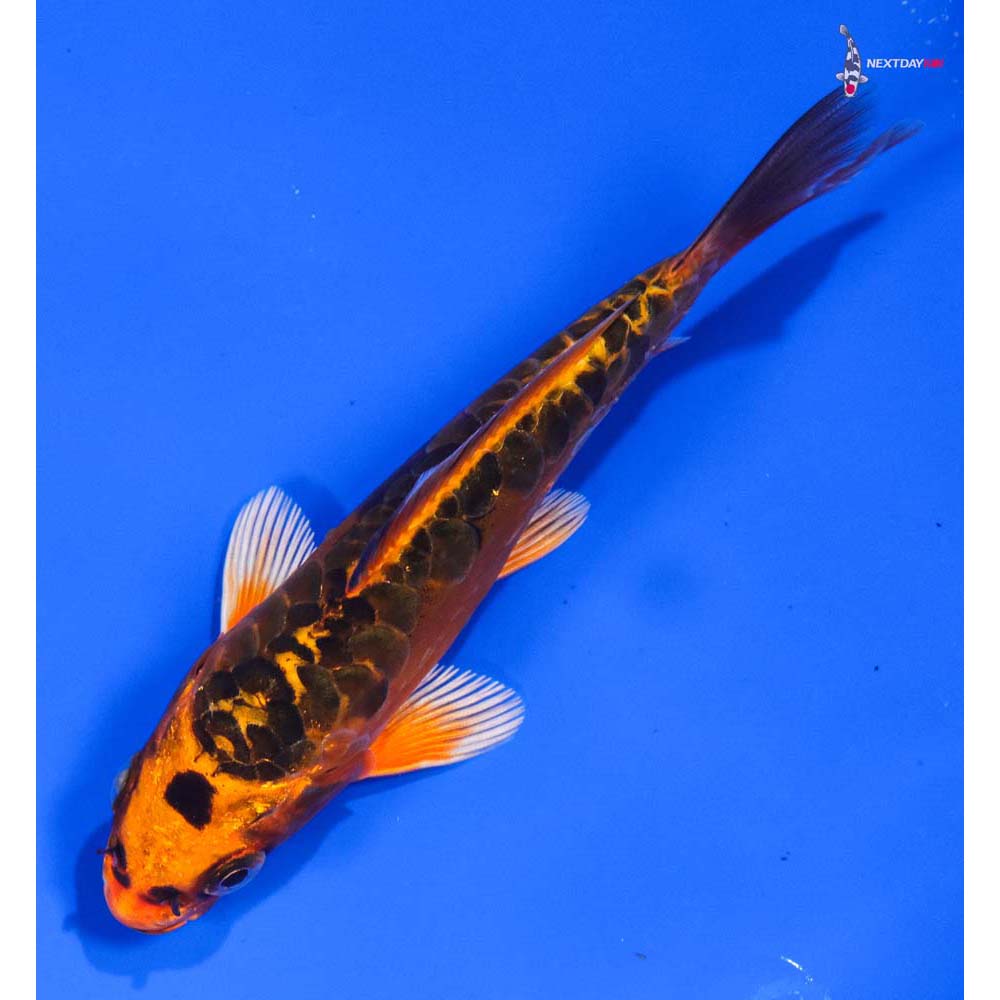 4.5” Imported Doitsu Orenji Matsuba | Koi Fish For Sale