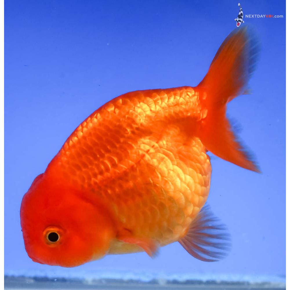 3.5” Imported Red Ranchu | Koi Fish For Sale