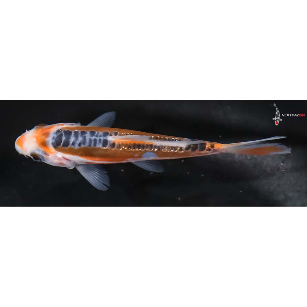 4” Imported Shusui | Koi Fish For Sale