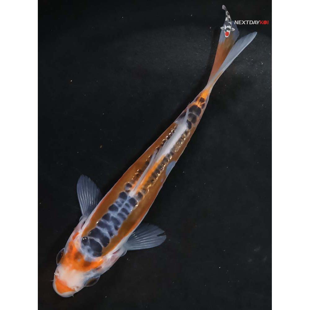 4” Imported Shusui | Koi Fish For Sale