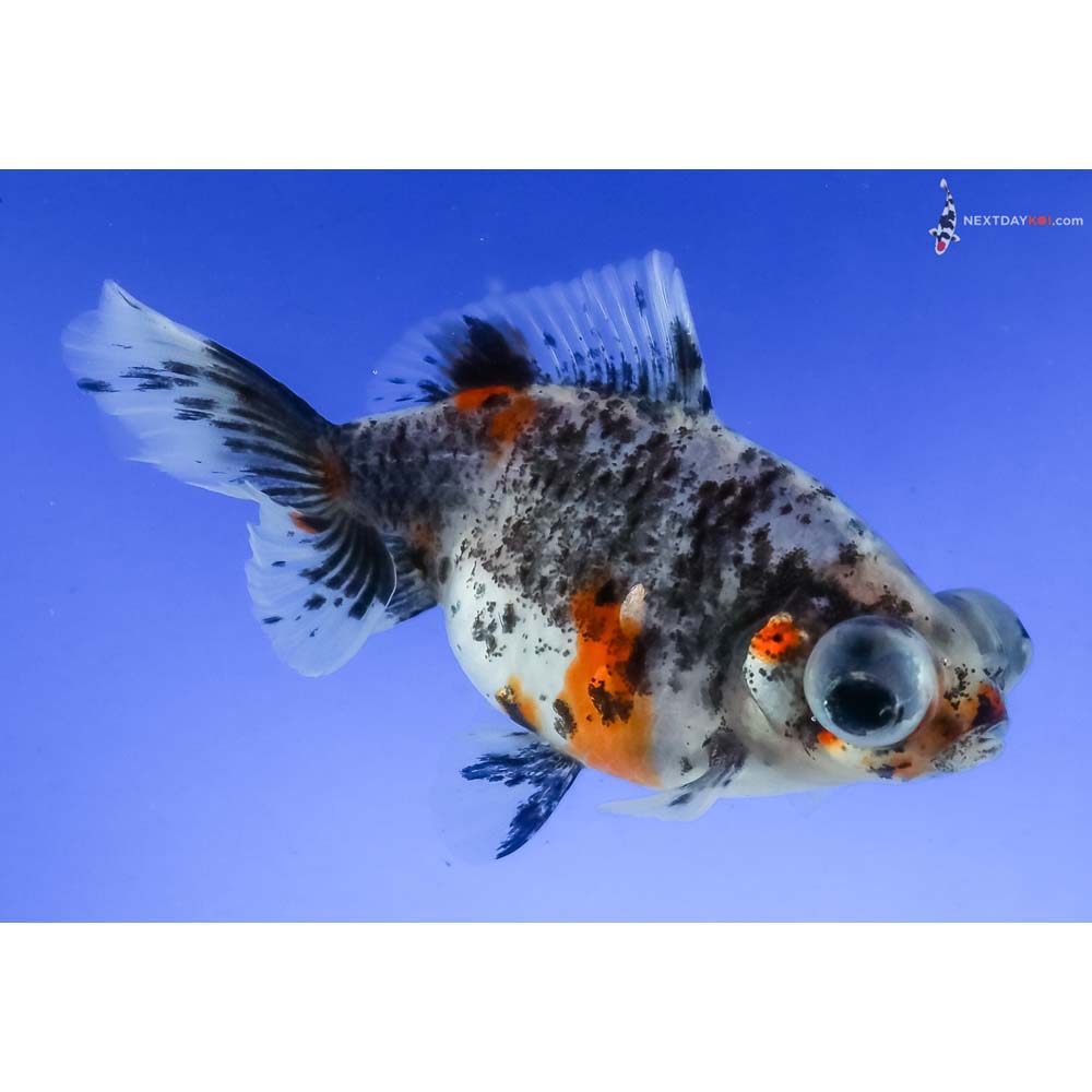4” Imported Calico Telescope Fantail | Koi Fish For Sale
