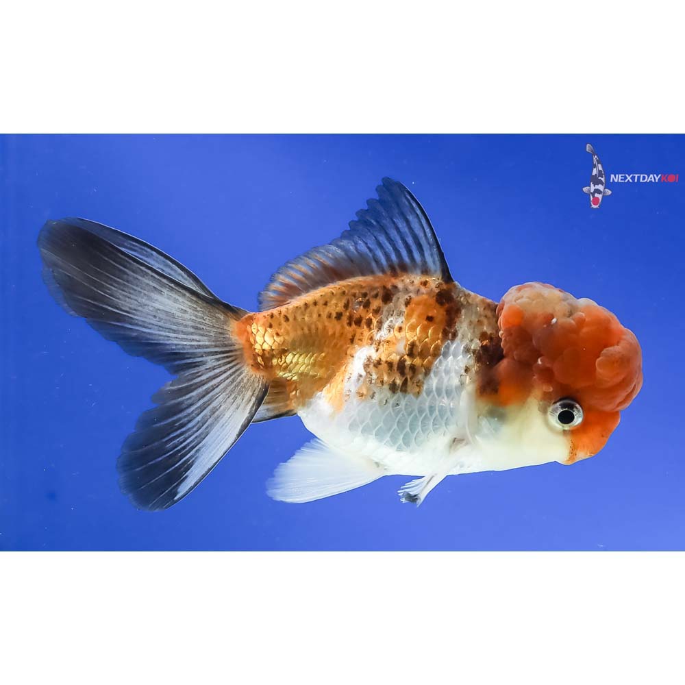 4.5” Imported Male Tri Color Panda Oranda | Koi Fish For Sale