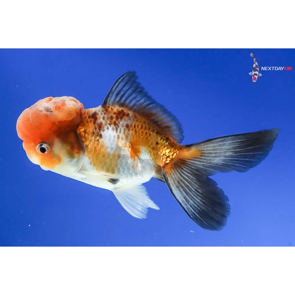 4.5” Imported Male Tri Color Panda Oranda | Koi Fish For Sale