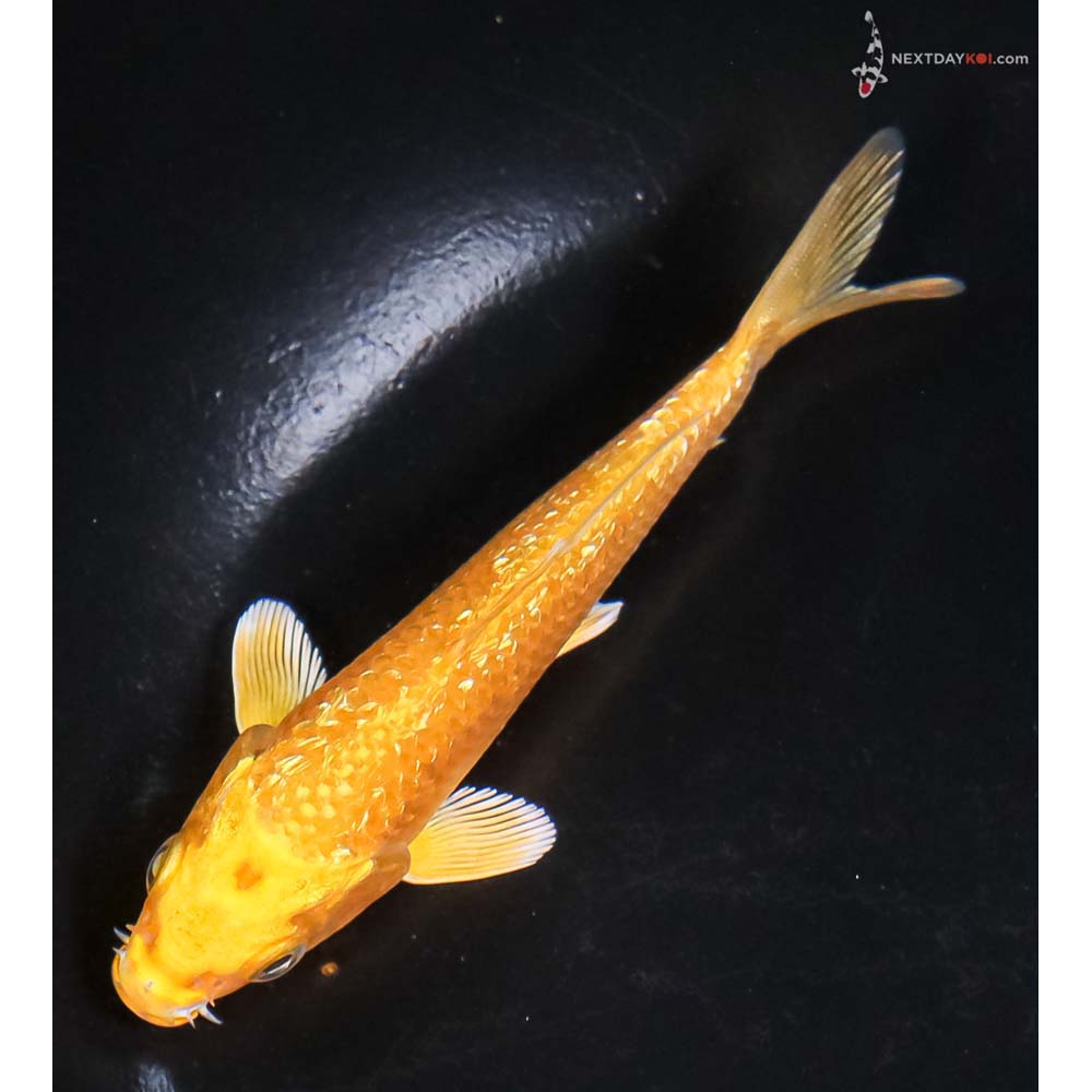 4.5” Imported Gin Rin Yamabuki Ogon | Koi Fish For Sale